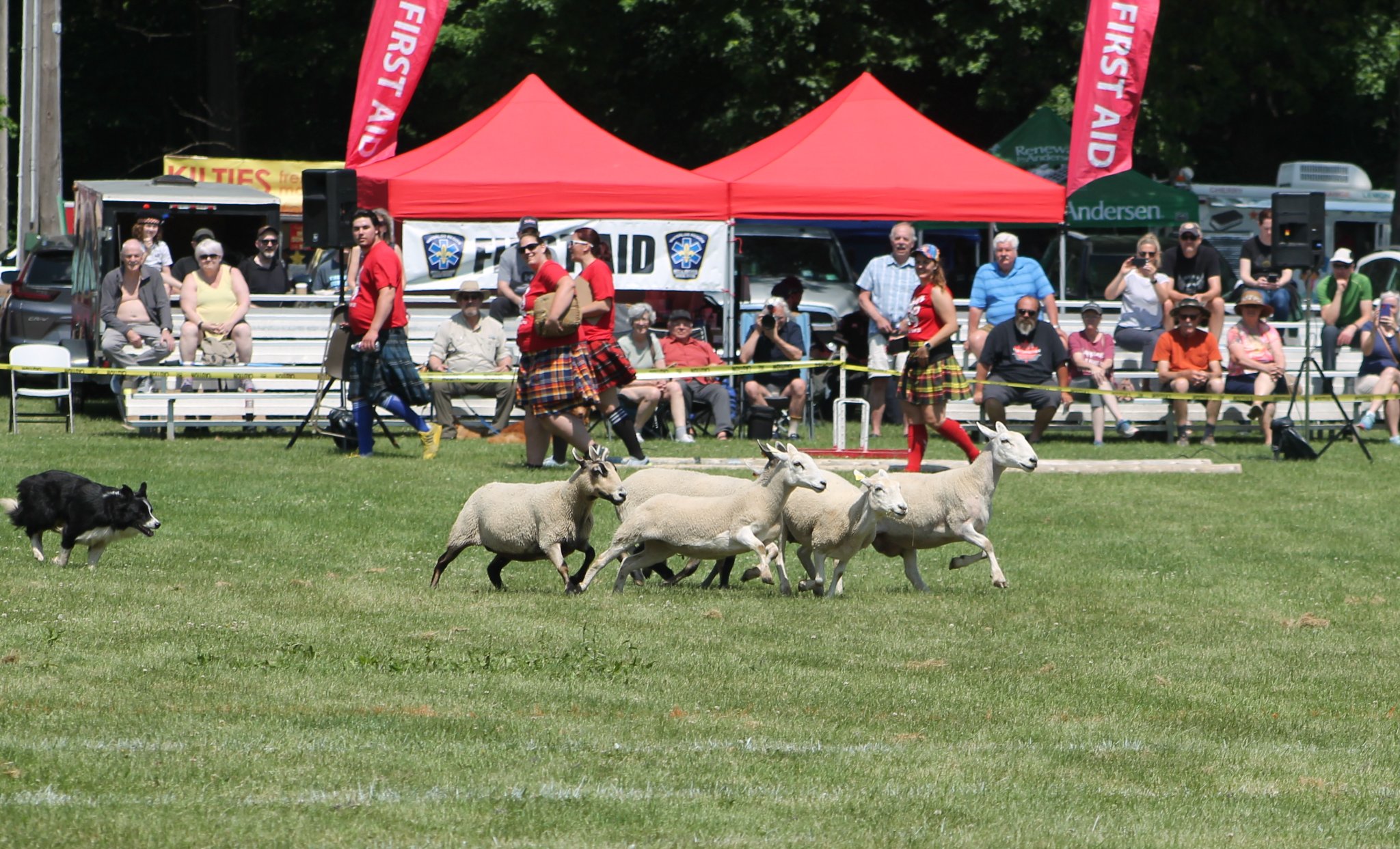 sheep dog | Georgetown Highland Games